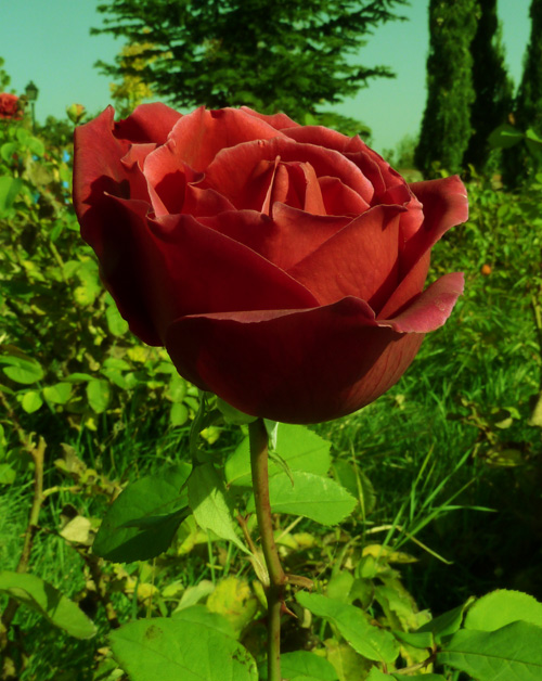 rosa-roja - la psicología y el poder del color en el arte, el diseño y ...